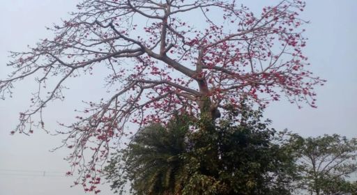 Mayapur - Spiritual Capital of the World